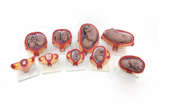 Reproductive Model-Human Embryonic Development Model-Sciedu-9 Parts ...