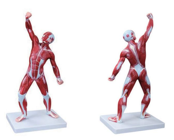 Muscular Model-50CM Human Muscle Model Male-1 Part-Sciedu (CM) 50x27x16 ...