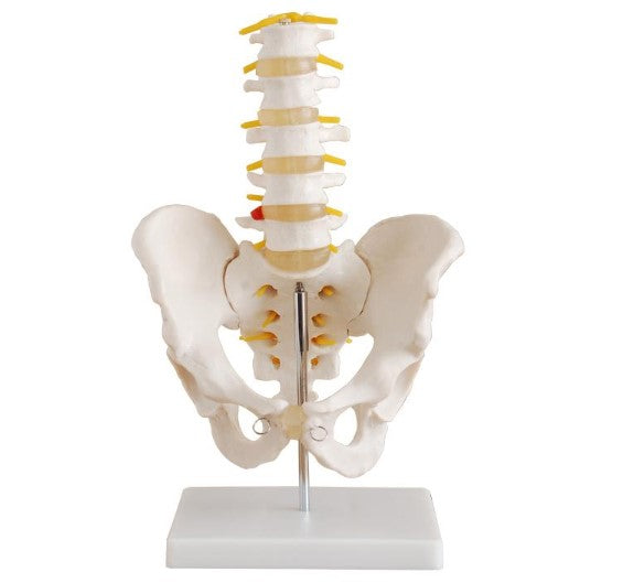 Bone Model-Half-Size Pelvis with 5 Lumbar Vertebrae-Sciedu(CM):23x16x11 ...